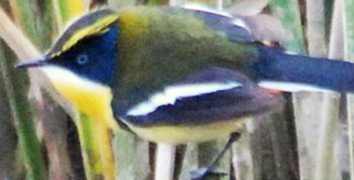 El pajarito que inspiró a "FIU" la mascota de Santiago 2023 y que vive ...